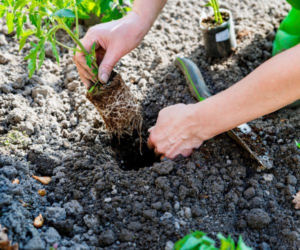 Soluciones Nutricionales – Traviser